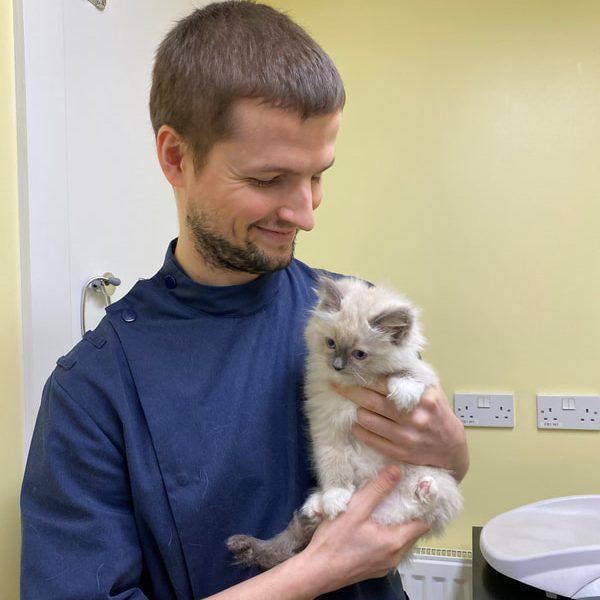 Puppy and Kitten Vaccinations – Milestone Veterinary Centre