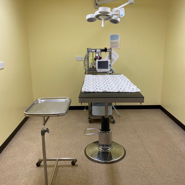 In-house Surgical Procedures – Milestone Veterinary Centre